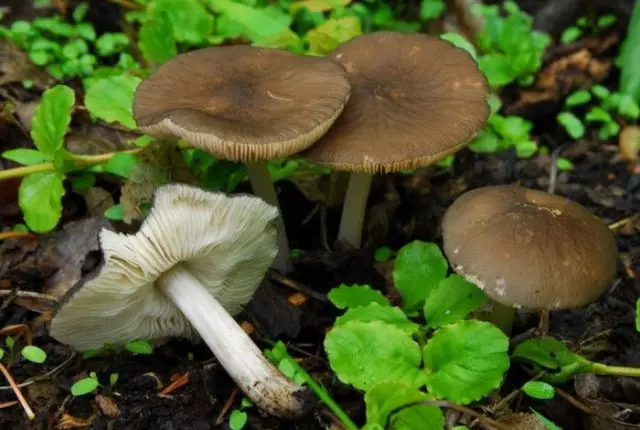 Veinous (Pluteus phlebophorus): hvordan den ser ut, hvor og hvordan den vokser, spiselig eller ikke 6818_4