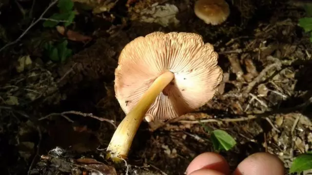 Žilasta raca (Pluteus phlebophorus): kako izgleda, kje in kako raste, užitna ali ne 6818_5