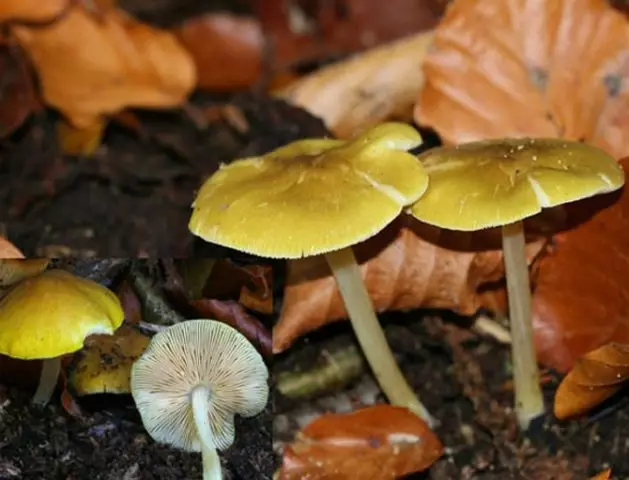 Idada elinemithambo (Pluteus phlebophorus): injani, injani, ikhula njani, itya njani okanye hayi 6818_7