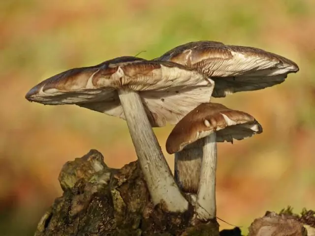 فطر الغزلان (Deer mushroom، Pluteu scervinus): كيف يبدو وأين وكيف ينمو ، صالح للأكل أم لا ، كيف يطبخ 6819_1