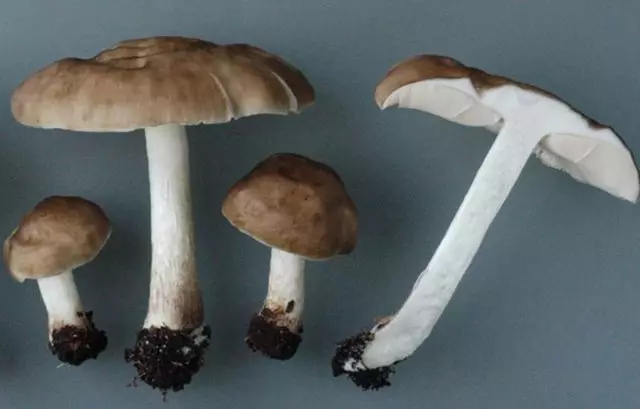 فطر الغزلان (Deer mushroom، Pluteu scervinus): كيف يبدو وأين وكيف ينمو ، صالح للأكل أم لا ، كيف يطبخ 6819_3