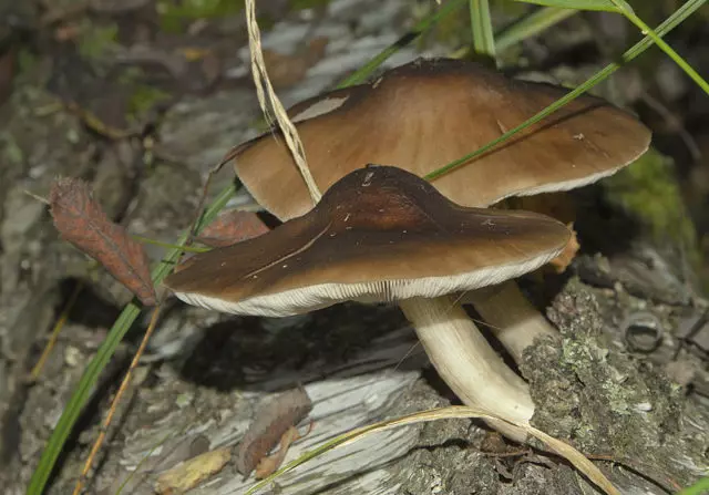 فطر الغزلان (Deer mushroom، Pluteu scervinus): كيف يبدو وأين وكيف ينمو ، صالح للأكل أم لا ، كيف يطبخ 6819_5