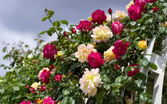 Enfermedades de las rosas y métodos de su tratamiento con una foto: cómo se ven, tratamiento de plagas a principios de primavera, verano, otoño, video. 6833_1