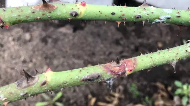 Enfermedades de las rosas y métodos de su tratamiento con una foto: cómo se ven, tratamiento de plagas a principios de primavera, verano, otoño, video. 6833_11