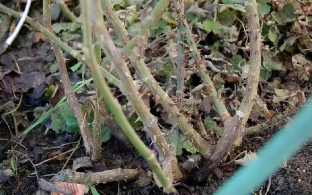 Roosiektes en behandelingsmetodes met 'n foto: hoe hulle lyk, behandeling van plae in die vroeë lente, somer, herfs, video 6833_12