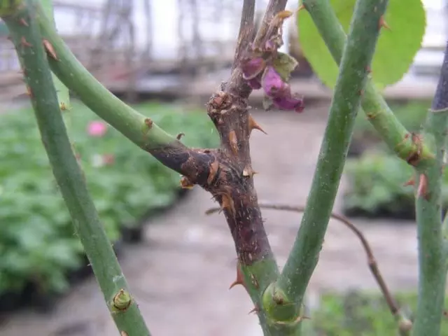 Enfermedades de las rosas y métodos de su tratamiento con una foto: cómo se ven, tratamiento de plagas a principios de primavera, verano, otoño, video. 6833_15