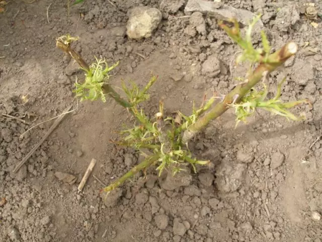 Roosiektes en behandelingsmetodes met 'n foto: hoe hulle lyk, behandeling van plae in die vroeë lente, somer, herfs, video 6833_16