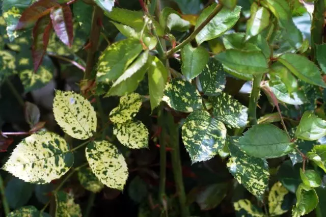 Enfermedades de las rosas y métodos de su tratamiento con una foto: cómo se ven, tratamiento de plagas a principios de primavera, verano, otoño, video. 6833_17