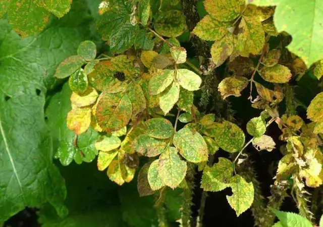 Malsanoj de rozoj kaj metodoj de ilia kuracado per foto: kiel ili aspektas, kuracado de damaĝbestoj en frua printempo, somero, aŭtuno, filmeto 6833_18