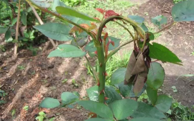 Enfermedades de las rosas y métodos de su tratamiento con una foto: cómo se ven, tratamiento de plagas a principios de primavera, verano, otoño, video. 6833_19