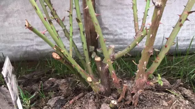 Enfermedades de las rosas y métodos de su tratamiento con una foto: cómo se ven, tratamiento de plagas a principios de primavera, verano, otoño, video. 6833_2