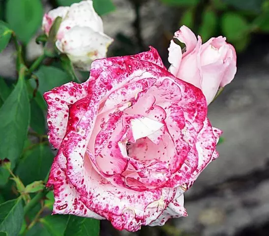 Enfermedades de las rosas y métodos de su tratamiento con una foto: cómo se ven, tratamiento de plagas a principios de primavera, verano, otoño, video. 6833_22