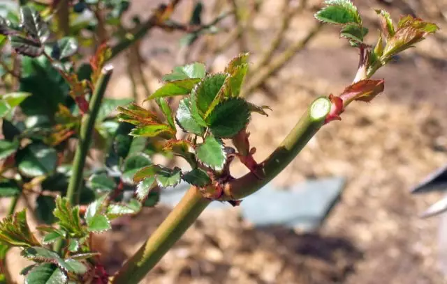 Malsanoj de rozoj kaj metodoj de ilia kuracado per foto: kiel ili aspektas, kuracado de damaĝbestoj en frua printempo, somero, aŭtuno, filmeto 6833_23