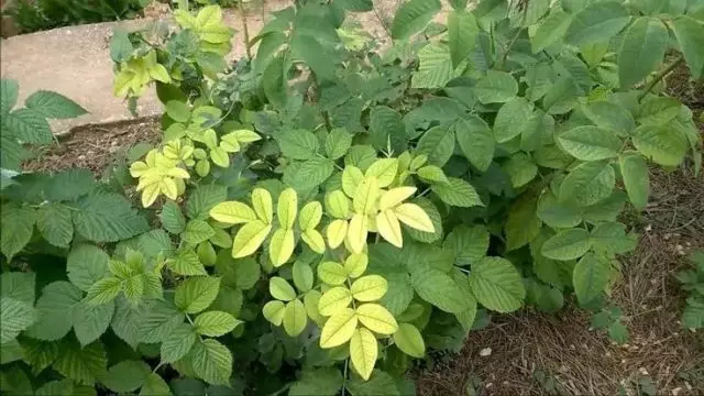 Enfermedades de las rosas y métodos de su tratamiento con una foto: cómo se ven, tratamiento de plagas a principios de primavera, verano, otoño, video. 6833_24