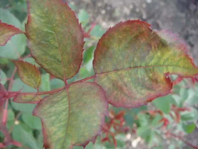 Roosiektes en behandelingsmetodes met 'n foto: hoe hulle lyk, behandeling van plae in die vroeë lente, somer, herfs, video 6833_25