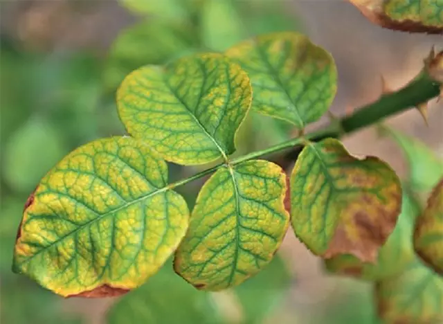 Enfermedades de las rosas y métodos de su tratamiento con una foto: cómo se ven, tratamiento de plagas a principios de primavera, verano, otoño, video. 6833_27