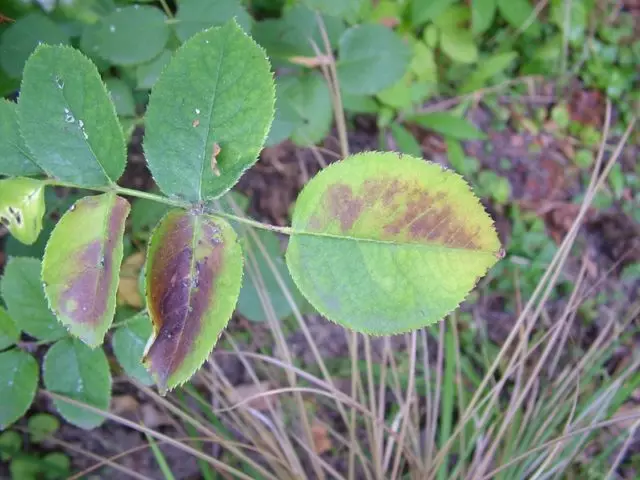 Malsanoj de rozoj kaj metodoj de ilia kuracado per foto: kiel ili aspektas, kuracado de damaĝbestoj en frua printempo, somero, aŭtuno, filmeto 6833_28