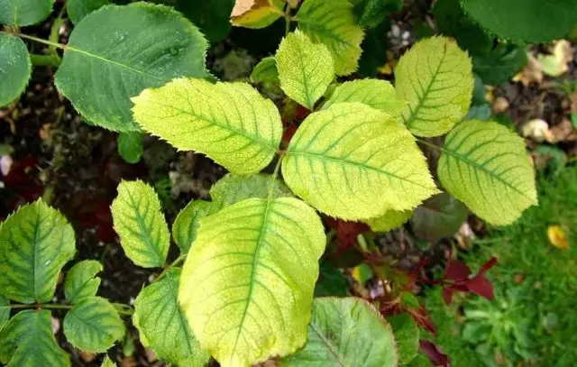 Enfermedades de las rosas y métodos de su tratamiento con una foto: cómo se ven, tratamiento de plagas a principios de primavera, verano, otoño, video. 6833_29