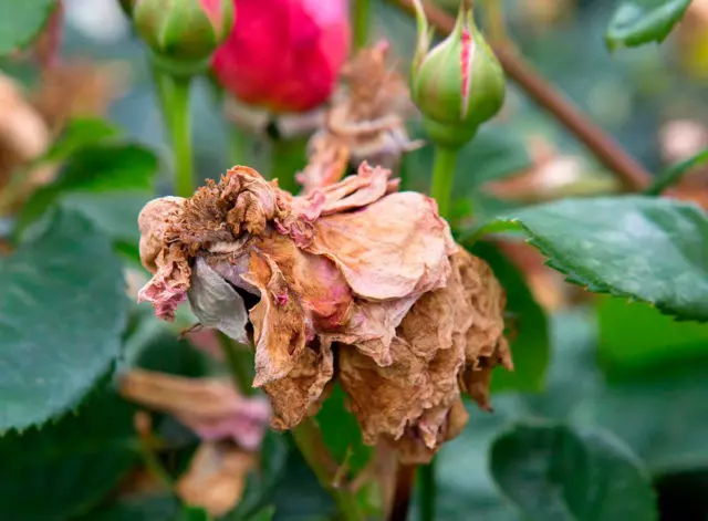 Roosiektes en behandelingsmetodes met 'n foto: hoe hulle lyk, behandeling van plae in die vroeë lente, somer, herfs, video 6833_3