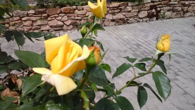 Enfermedades de las rosas y métodos de su tratamiento con una foto: cómo se ven, tratamiento de plagas a principios de primavera, verano, otoño, video. 6833_30