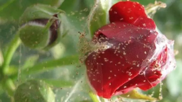 Roosiektes en behandelingsmetodes met 'n foto: hoe hulle lyk, behandeling van plae in die vroeë lente, somer, herfs, video 6833_31