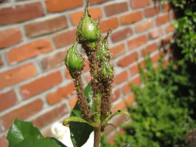 Malsanoj de rozoj kaj metodoj de ilia kuracado per foto: kiel ili aspektas, kuracado de damaĝbestoj en frua printempo, somero, aŭtuno, filmeto 6833_34