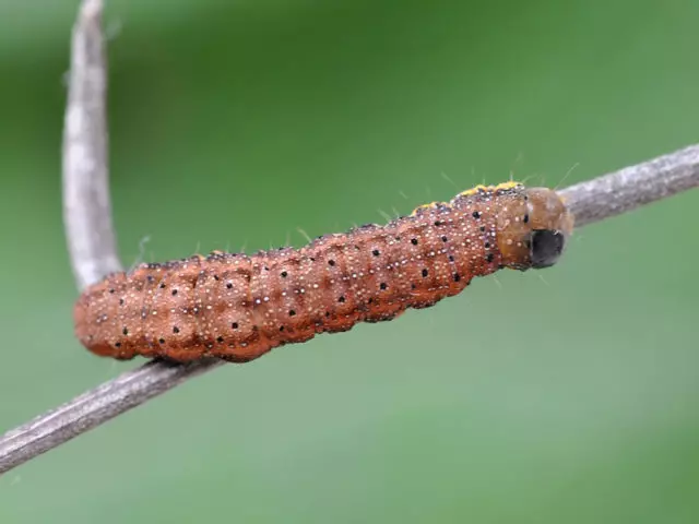 Malsanoj de rozoj kaj metodoj de ilia kuracado per foto: kiel ili aspektas, kuracado de damaĝbestoj en frua printempo, somero, aŭtuno, filmeto 6833_35