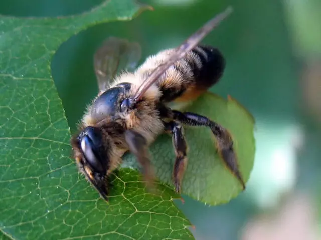 Roosiektes en behandelingsmetodes met 'n foto: hoe hulle lyk, behandeling van plae in die vroeë lente, somer, herfs, video 6833_36