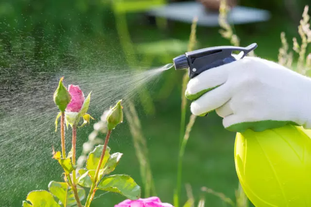 Enfermedades de las rosas y métodos de su tratamiento con una foto: cómo se ven, tratamiento de plagas a principios de primavera, verano, otoño, video. 6833_38