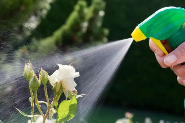 Enfermedades de las rosas y métodos de su tratamiento con una foto: cómo se ven, tratamiento de plagas a principios de primavera, verano, otoño, video. 6833_39