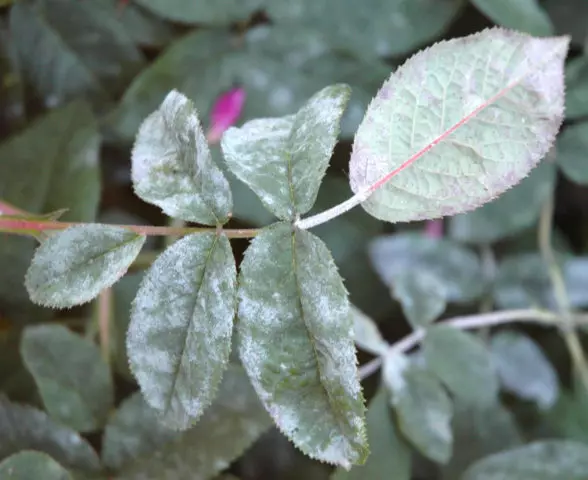 Enfermedades de las rosas y métodos de su tratamiento con una foto: cómo se ven, tratamiento de plagas a principios de primavera, verano, otoño, video. 6833_4