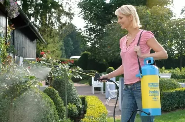 Enfermedades de las rosas y métodos de su tratamiento con una foto: cómo se ven, tratamiento de plagas a principios de primavera, verano, otoño, video. 6833_40