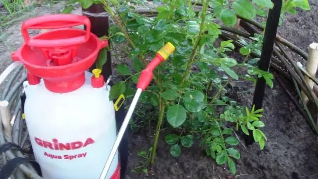 Enfermedades de las rosas y métodos de su tratamiento con una foto: cómo se ven, tratamiento de plagas a principios de primavera, verano, otoño, video. 6833_41