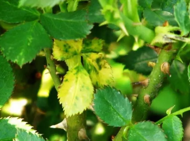 Roosiektes en behandelingsmetodes met 'n foto: hoe hulle lyk, behandeling van plae in die vroeë lente, somer, herfs, video 6833_45