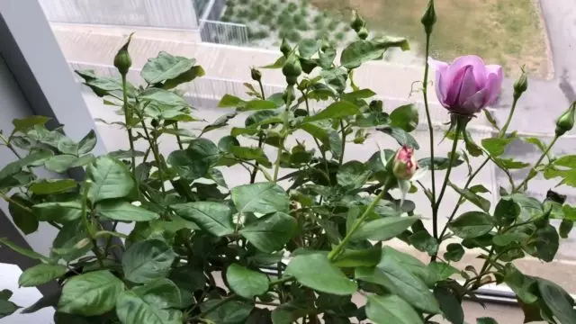 Enfermedades de las rosas y métodos de su tratamiento con una foto: cómo se ven, tratamiento de plagas a principios de primavera, verano, otoño, video. 6833_47