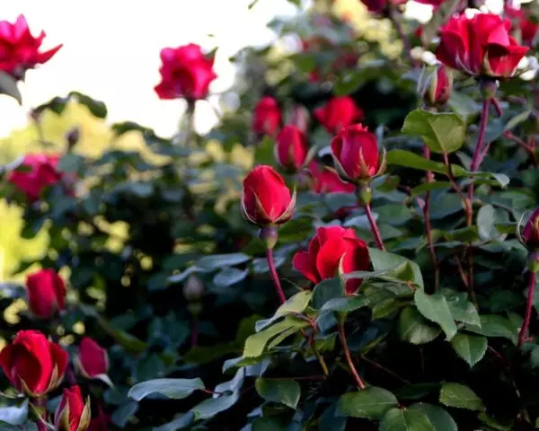 Enfermedades de las rosas y métodos de su tratamiento con una foto: cómo se ven, tratamiento de plagas a principios de primavera, verano, otoño, video. 6833_48