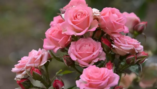 Enfermedades de las rosas y métodos de su tratamiento con una foto: cómo se ven, tratamiento de plagas a principios de primavera, verano, otoño, video. 6833_49