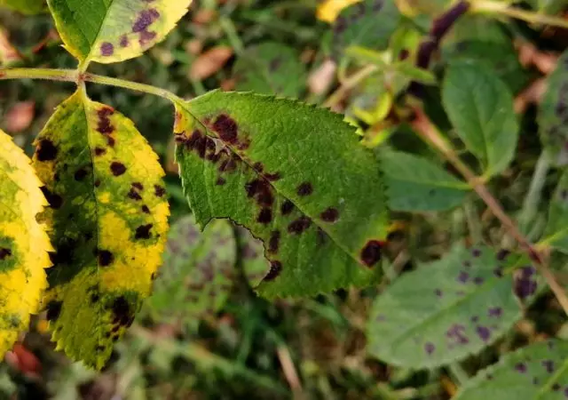 Malsanoj de rozoj kaj metodoj de ilia kuracado per foto: kiel ili aspektas, kuracado de damaĝbestoj en frua printempo, somero, aŭtuno, filmeto 6833_58