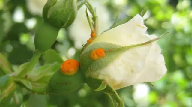 Enfermedades de las rosas y métodos de su tratamiento con una foto: cómo se ven, tratamiento de plagas a principios de primavera, verano, otoño, video. 6833_6