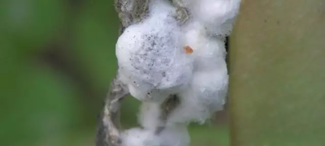 Roosiektes en behandelingsmetodes met 'n foto: hoe hulle lyk, behandeling van plae in die vroeë lente, somer, herfs, video 6833_61