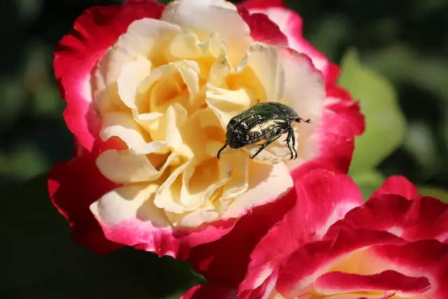 Enfermedades de las rosas y métodos de su tratamiento con una foto: cómo se ven, tratamiento de plagas a principios de primavera, verano, otoño, video. 6833_73