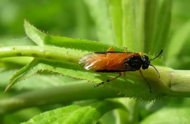 Malsanoj de rozoj kaj metodoj de ilia kuracado per foto: kiel ili aspektas, kuracado de damaĝbestoj en frua printempo, somero, aŭtuno, filmeto 6833_74