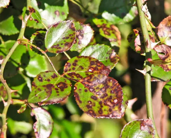 Enfermedades de las rosas y métodos de su tratamiento con una foto: cómo se ven, tratamiento de plagas a principios de primavera, verano, otoño, video. 6833_8