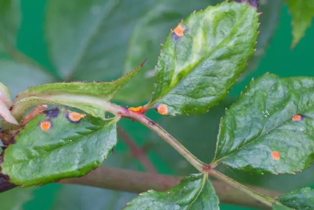 Roosiektes en behandelingsmetodes met 'n foto: hoe hulle lyk, behandeling van plae in die vroeë lente, somer, herfs, video 6833_87