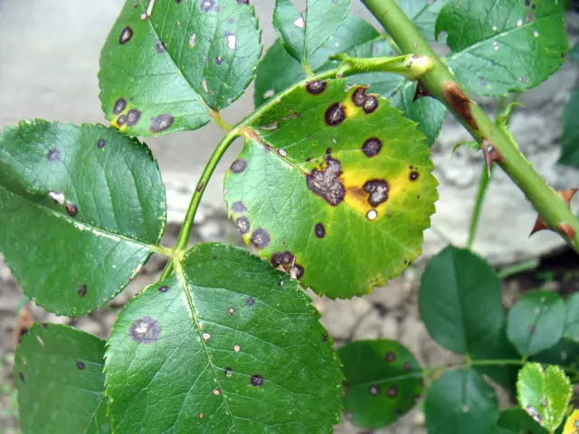 Enfermedades de las rosas y métodos de su tratamiento con una foto: cómo se ven, tratamiento de plagas a principios de primavera, verano, otoño, video. 6833_9