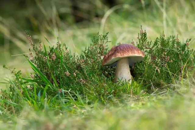 Boletus၊ အပင်ပေါက်၊ aspen အပင်များအောက်တွင်၊ အဘယ်အပူချိန်၊ မည်သည့်နေရာတွင်စုဆောင်းသည် 6838_10