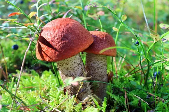 Boletus၊ အပင်ပေါက်၊ aspen အပင်များအောက်တွင်၊ အဘယ်အပူချိန်၊ မည်သည့်နေရာတွင်စုဆောင်းသည် 6838_12