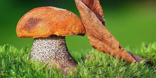 Boletus၊ အပင်ပေါက်၊ aspen အပင်များအောက်တွင်၊ အဘယ်အပူချိန်၊ မည်သည့်နေရာတွင်စုဆောင်းသည် 6838_13