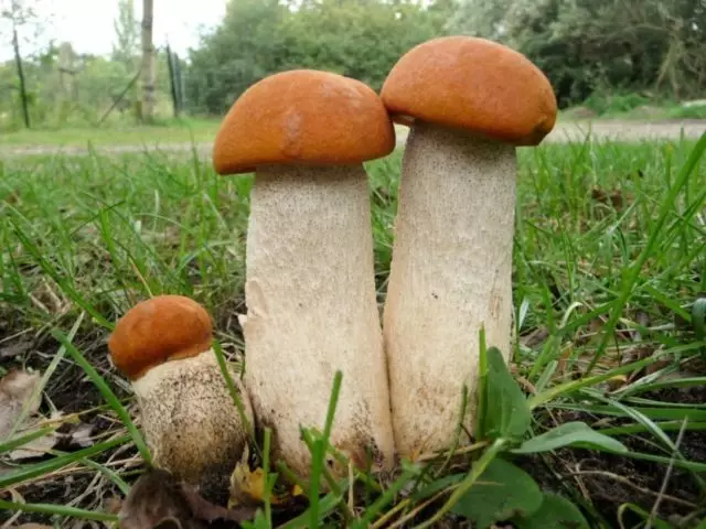 Boletus၊ အပင်ပေါက်၊ aspen အပင်များအောက်တွင်၊ အဘယ်အပူချိန်၊ မည်သည့်နေရာတွင်စုဆောင်းသည် 6838_14