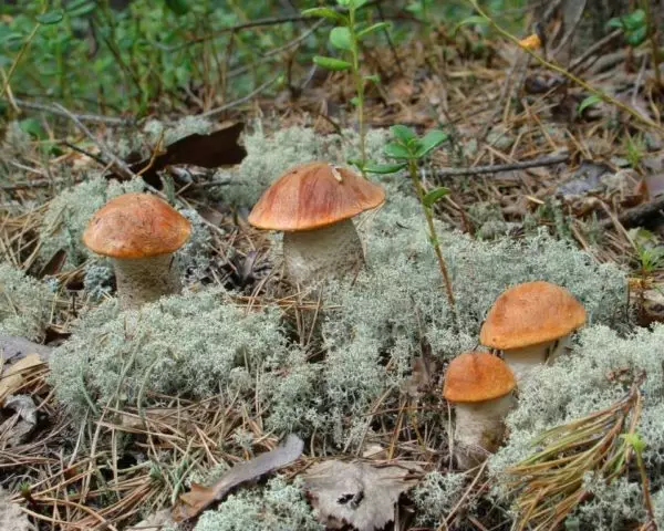 Boletus၊ အပင်ပေါက်၊ aspen အပင်များအောက်တွင်၊ အဘယ်အပူချိန်၊ မည်သည့်နေရာတွင်စုဆောင်းသည် 6838_16